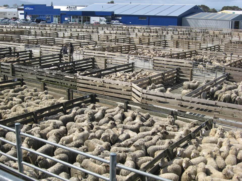 Feilding Saleyards - Manawatū & Palmerston North