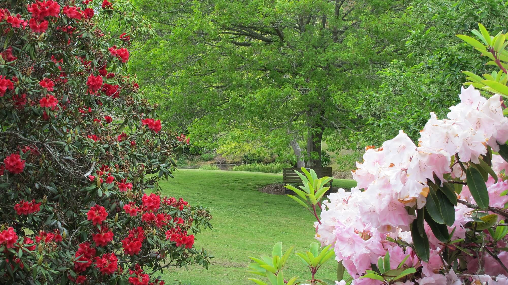 Rhododendron Garden Cafe | Fasci Garden