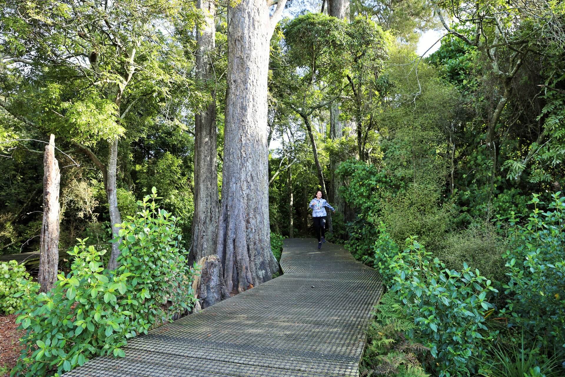 Awahuri Forest Kitchener Park - Manawatū & Palmerston North